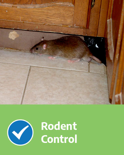 Rodent Control - Attic Rat Control